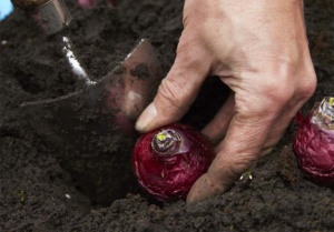 How to Plant Hyacinth Bulbs: Complete Guide for Beautiful Blooms
