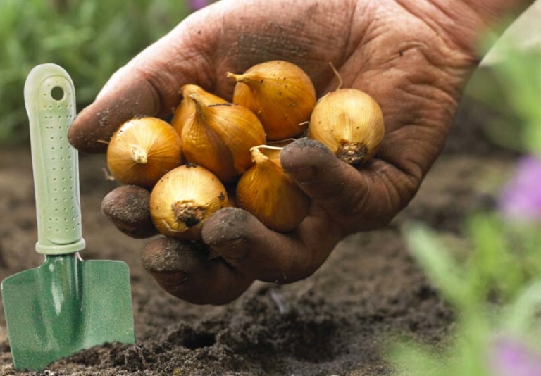 How to Plant Dutch Iris Bulbs: Your Comprehensive Guide