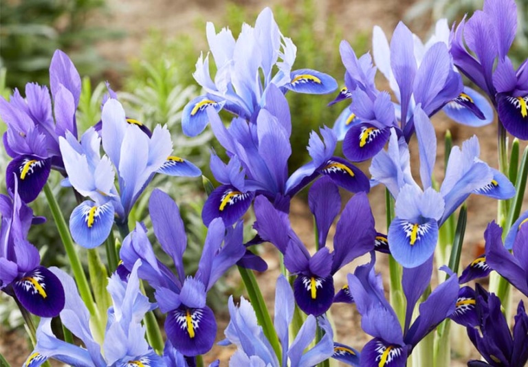 Dutch Irises in Garden Design: Tips and Ideas for a Vibrant Landscape