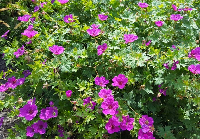 Fullständig Guide Till Pelargon Plantering Skötsel Och Fördelar För