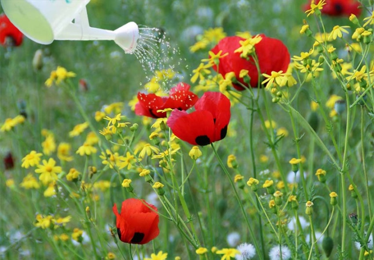 Complete Guide to Papaver: Growing, Caring, and Using Poppies