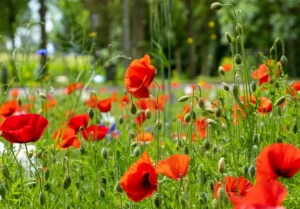 Complete Guide to Papaver: Growing, Caring, and Using Poppies