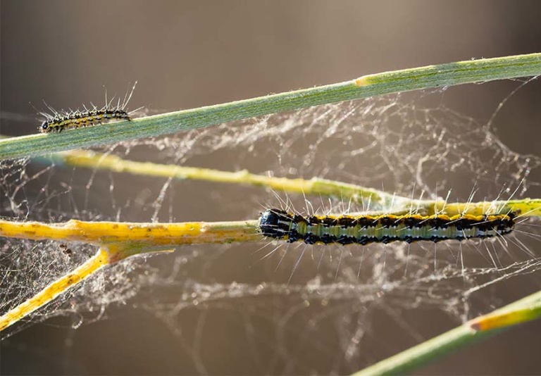 Effective Pest Control for Healthy Daffodils: Tips and Methods