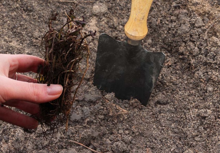 Planting Monarda: Comprehensive Guide for Growing Bee Balm