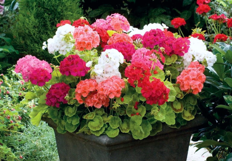 När och hur man planterar pelargoner: En omfattande guide