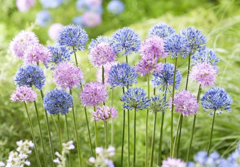 Complete Guide to Alliums: How to Plant, Grow, and Care for Allium ...