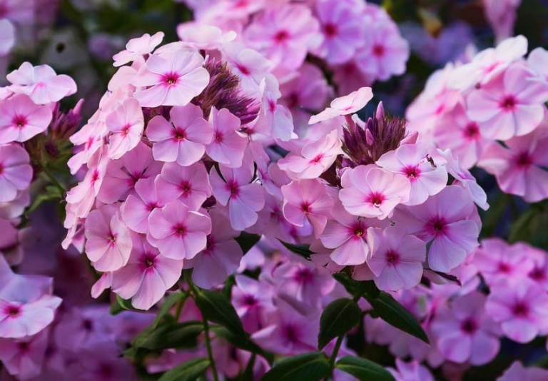 Top 5 Phlox Varieties to Plant in September for Stunning Spring Blooms