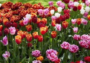 Ultimate Guide to Growing Tulips: Planting, Care, and Varieties for a ...