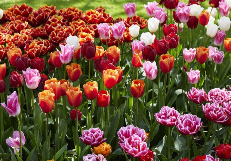 Ultimate Guide to Growing Tulips: Planting, Care, and Varieties for a ...