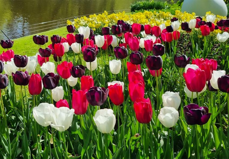Ultimate Guide to Growing Tulips: Planting, Care, and Varieties for a ...