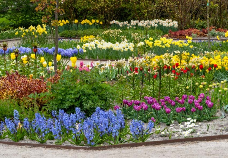 Hyacinths in Garden Design: Color Schemes, Combinations & Year-Round Tips