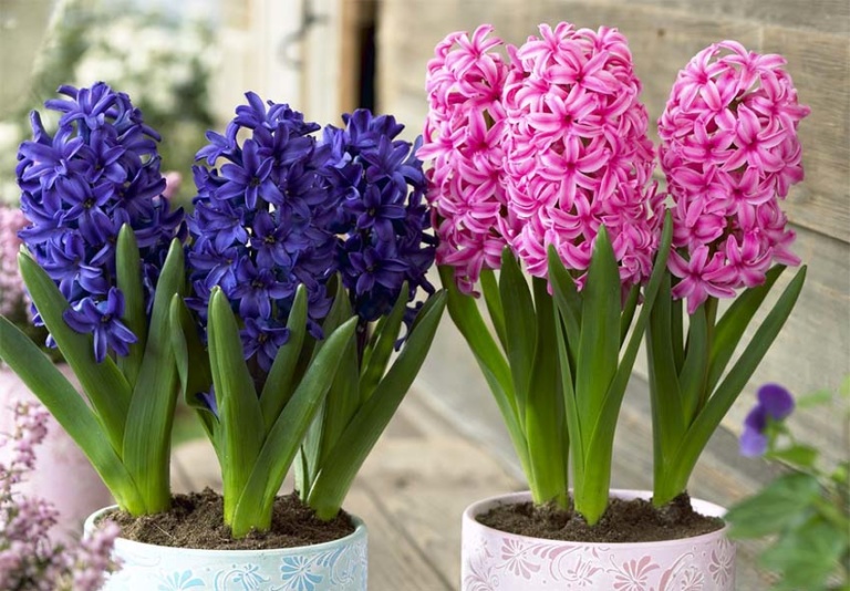Hyacinths in Garden Design: Color Schemes, Combinations & Year-Round Tips