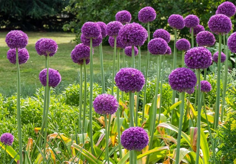 Elevate Your Garden with Ornamental Alliums: Design and Care Guide