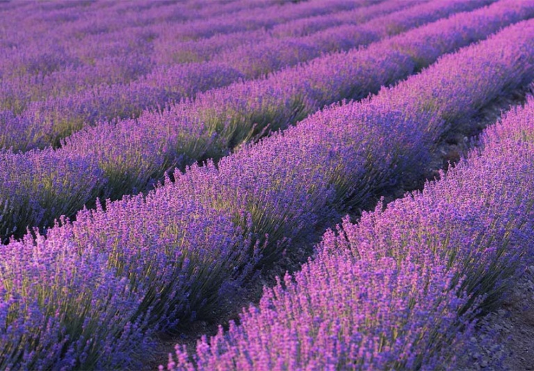 Perennials for Garden's Health: Essential Varieties for Every Garden Style