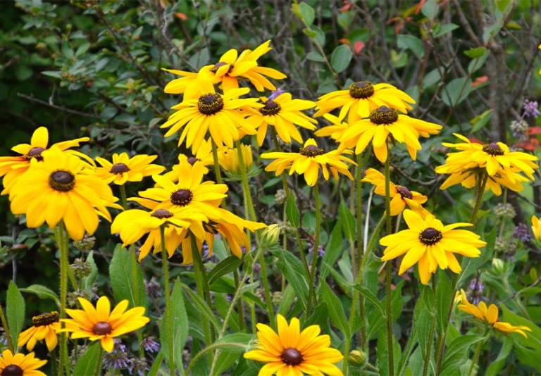 Perennials for Garden's Health: Essential Varieties for Every Garden Style