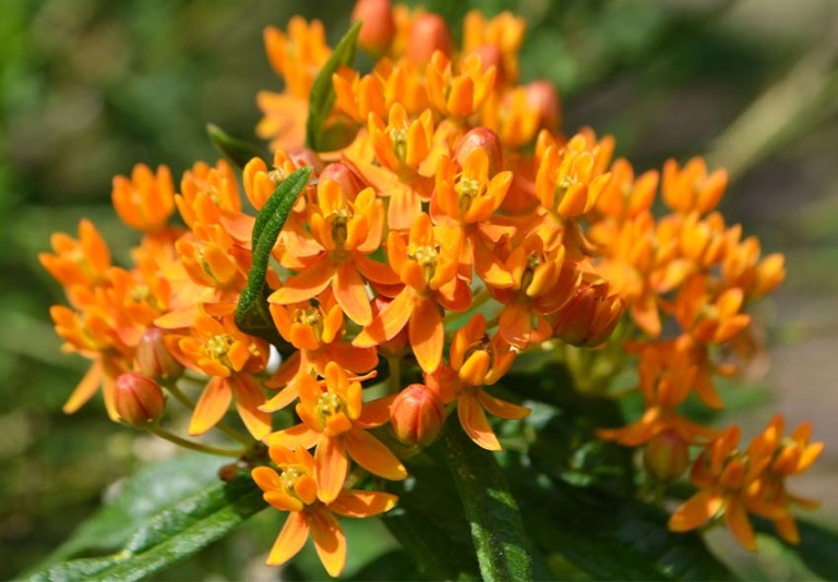 Perennials for Garden's Health: Essential Varieties for Every Garden Style