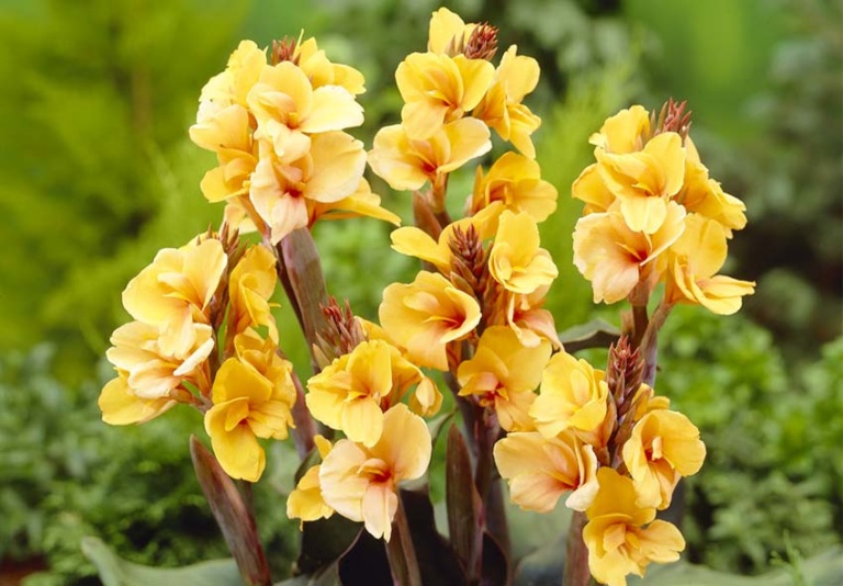 Complete Guide for Canna Lilies: Planting, Care & Landscaping Tips