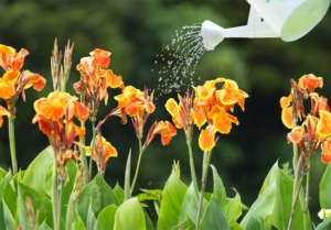 Complete Guide for Canna Lilies: Planting, Care & Landscaping Tips