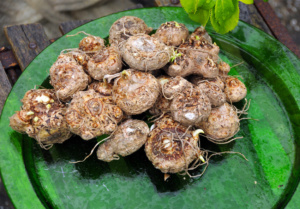 How to Plant Calla Lilies: A Complete Guide for Stunning Blooms