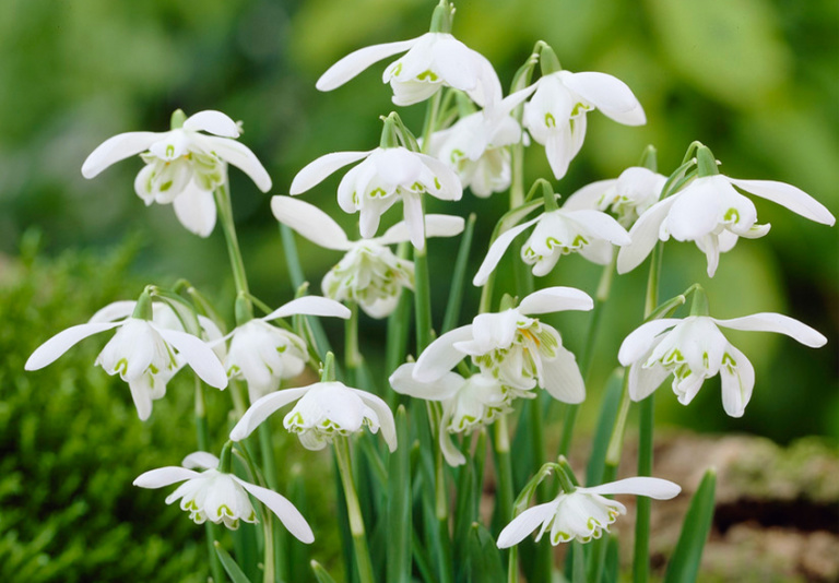 Snowdrops (Galanthus) and Late Winter Pollination: Supporting Early ...