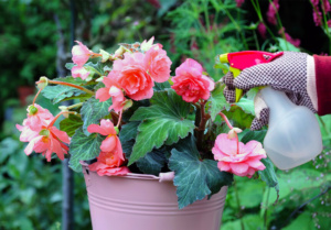 Pest and Disease Control for Begonias: A Comprehensive Guide