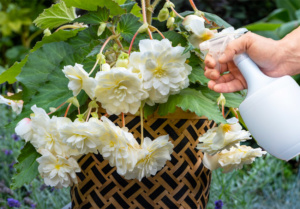 Pest and Disease Control for Begonias: A Comprehensive Guide