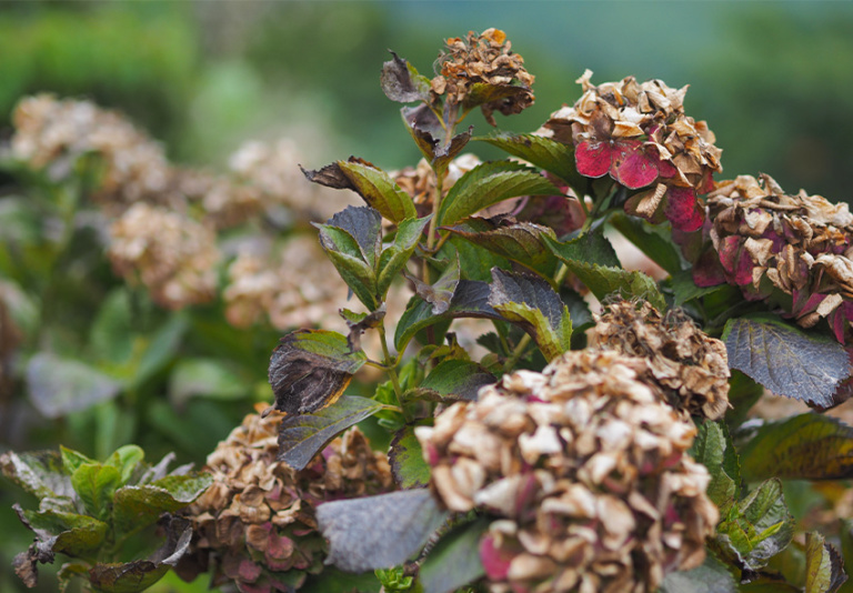 Comprehensive Guide to Pest and Disease Control for Hydrangeas
