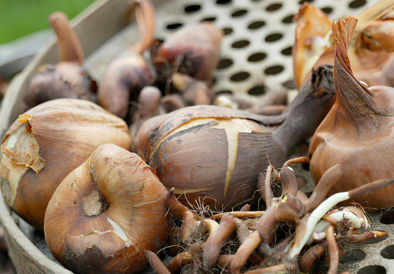 Comment planter des colchiques d'hiver et de printemps : Un guide complet