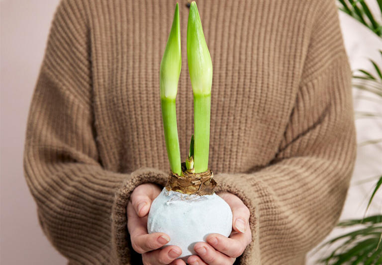 Como preparar a amarílis de cera para florescer: Guia completo de cuidados