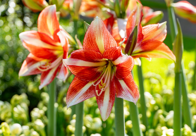 Amarallis: Verzorgingsgids voor bloemen binnenshuis en in de tuin