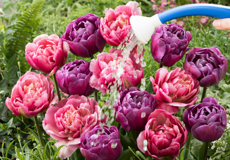Peony Tulips: Care Guide for Flower Indoor and Garden