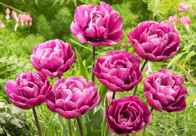 Peony Tulips: Care Guide for Flower Indoor and Garden