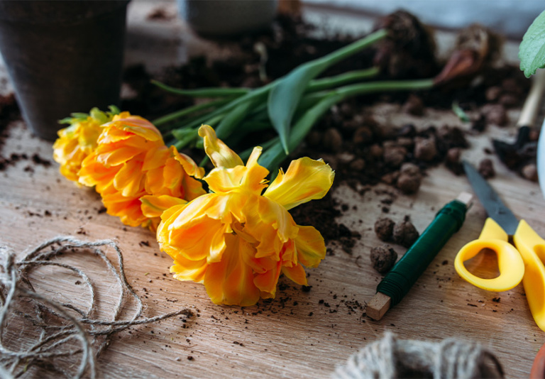 Peony Tulips: Care Guide for Flower Indoor and Garden