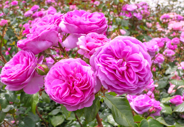 Les roses dans l'aménagement paysager : superbes idées de roseraies et ...