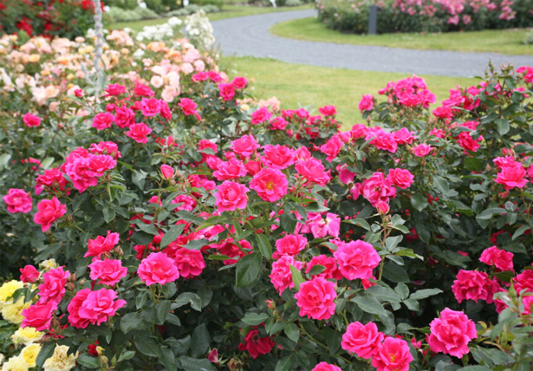 Roses in Garden Design: Stunning Rose Garden Ideas & Layout Tips