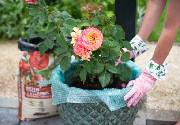 Roses: Care Guide for Indoor Flowers and Garden