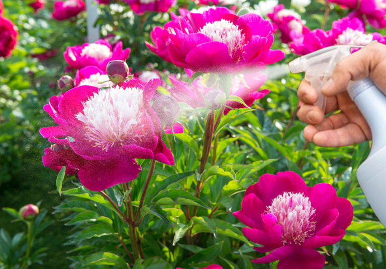 Pest and Disease Control for Peonies: Effective Natural Solutions