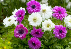 Anemones: Care Guide for Flower Indoor and Garden