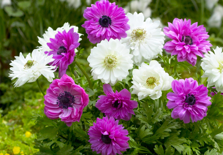 Anemonen: Verzorgingsgids voor bloemen voor binnen en in de tuin