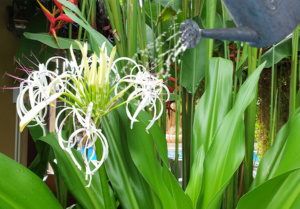Crinum: Care Guide for Flower Indoor and Garden