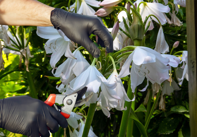 Crinum: Care Guide for Flower Indoor and Garden