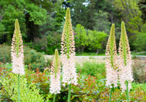 Eremurus: Care Guide for Flower Indoor and Garden