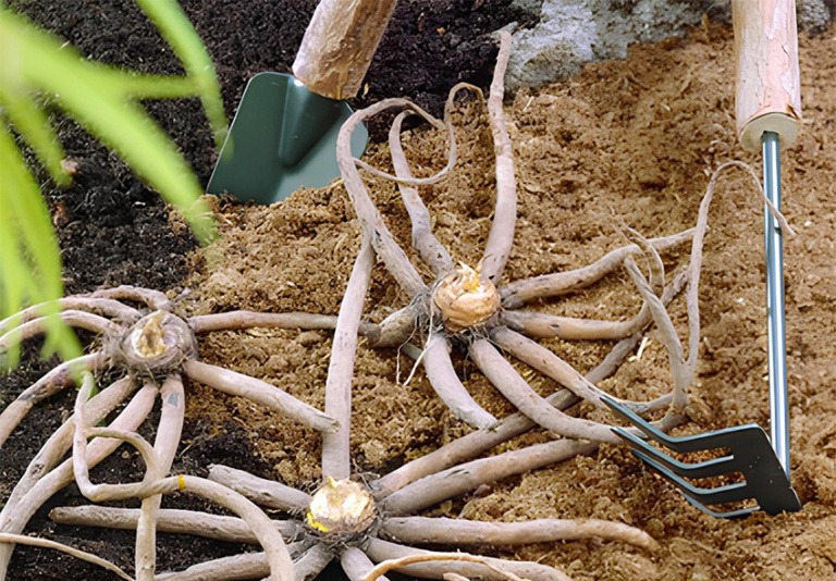 Eremurus: Care Guide for Flower Indoor and Garden