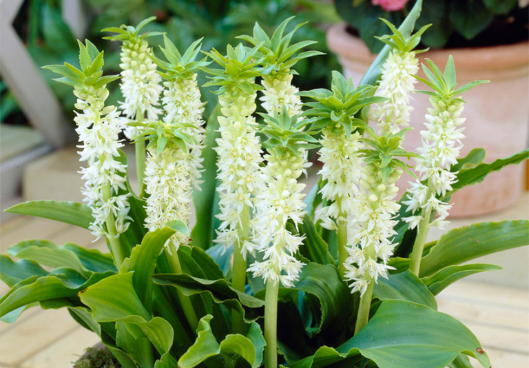 Eucomis: Care Guide for Flower Indoor and Garden