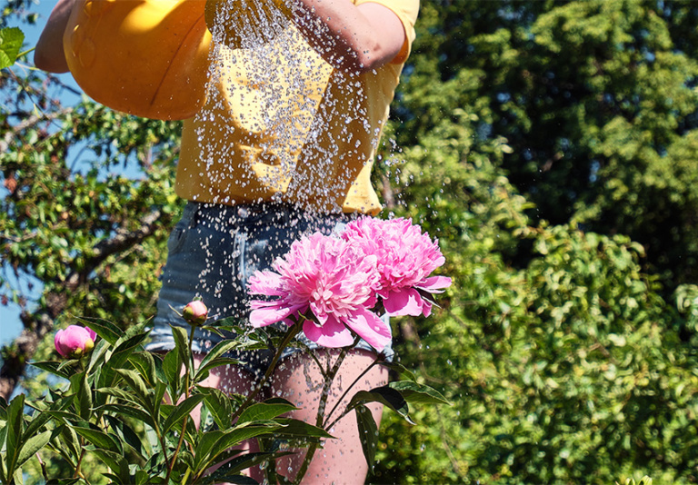 How to Divide and Transplant Peonies for Healthier, Longer-Lasting Blooms