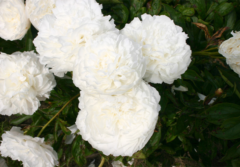 Fragrant Peonies: Care Guide for Flower Indoor and Garden