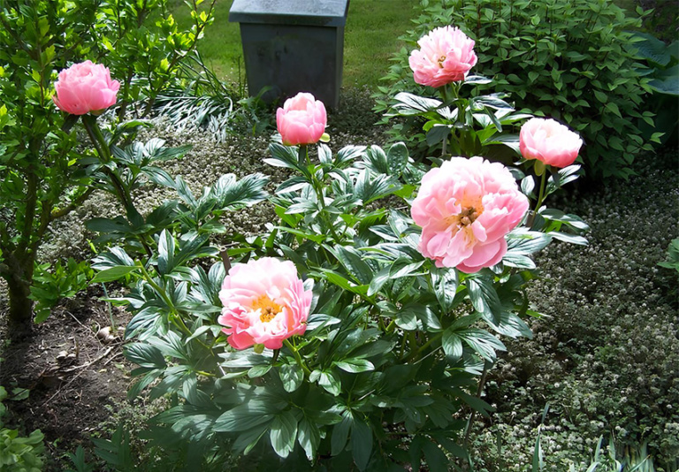 Fragrant Peonies: Care Guide for Flower Indoor and Garden