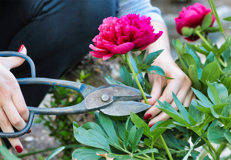 Fragrant Peonies: Care Guide for Flower Indoor and Garden