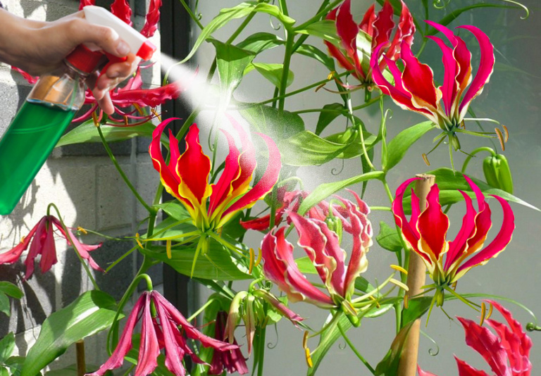 Gloriosa: Care Guide for Flower Indoor and Garden