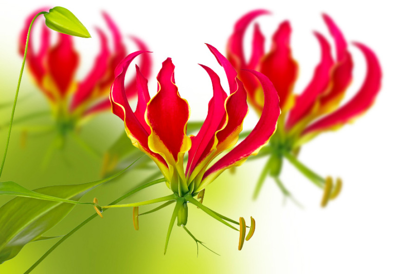 Gloriosa: Care Guide for Flower Indoor and Garden